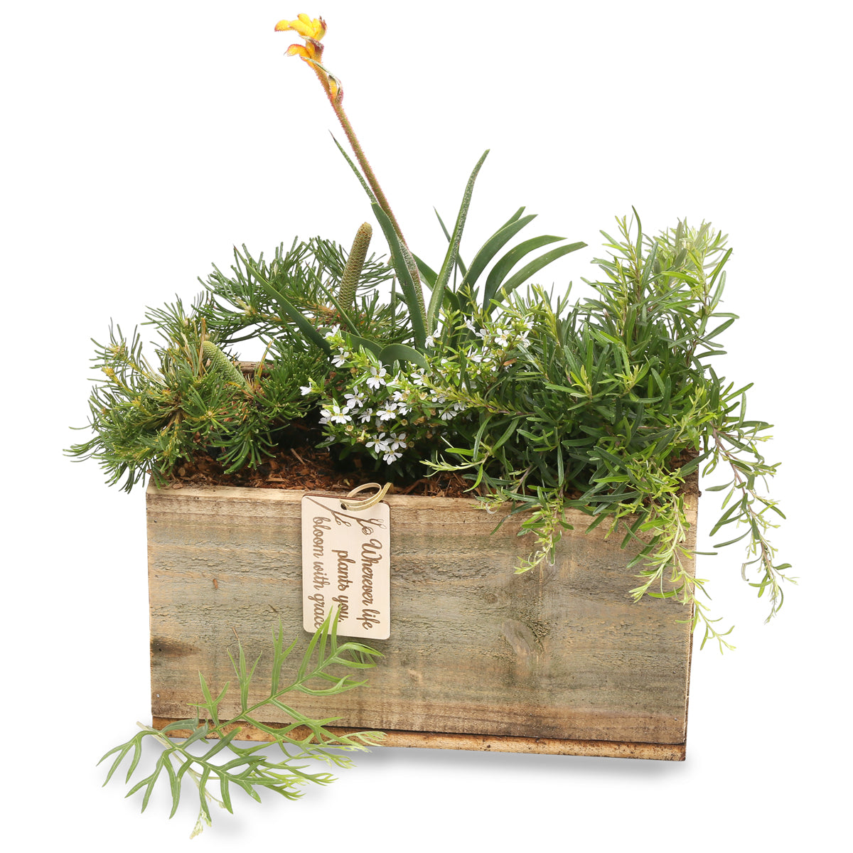 Growing Gifts - Unique Flowering Plant & Tree Gift Hampers Delivered