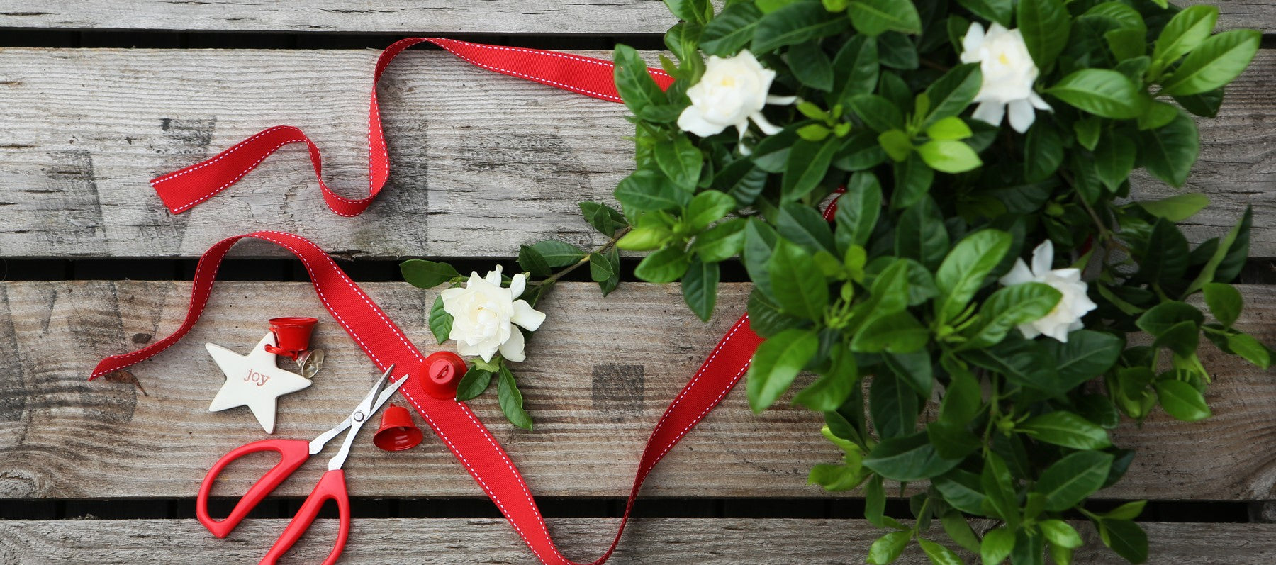 Growing Gifts - Unique Flowering Plant & Tree Gift Hampers Delivered