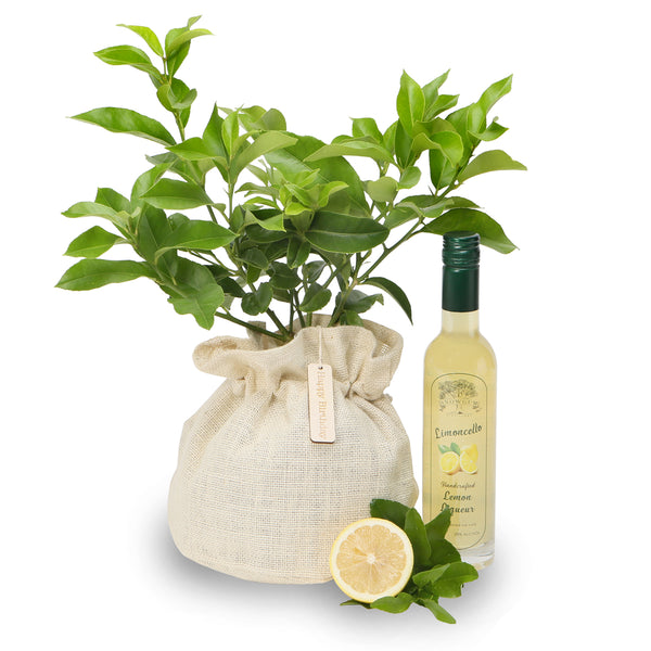Luscious lemon tree gift with Limoncello - Growing Gifts
