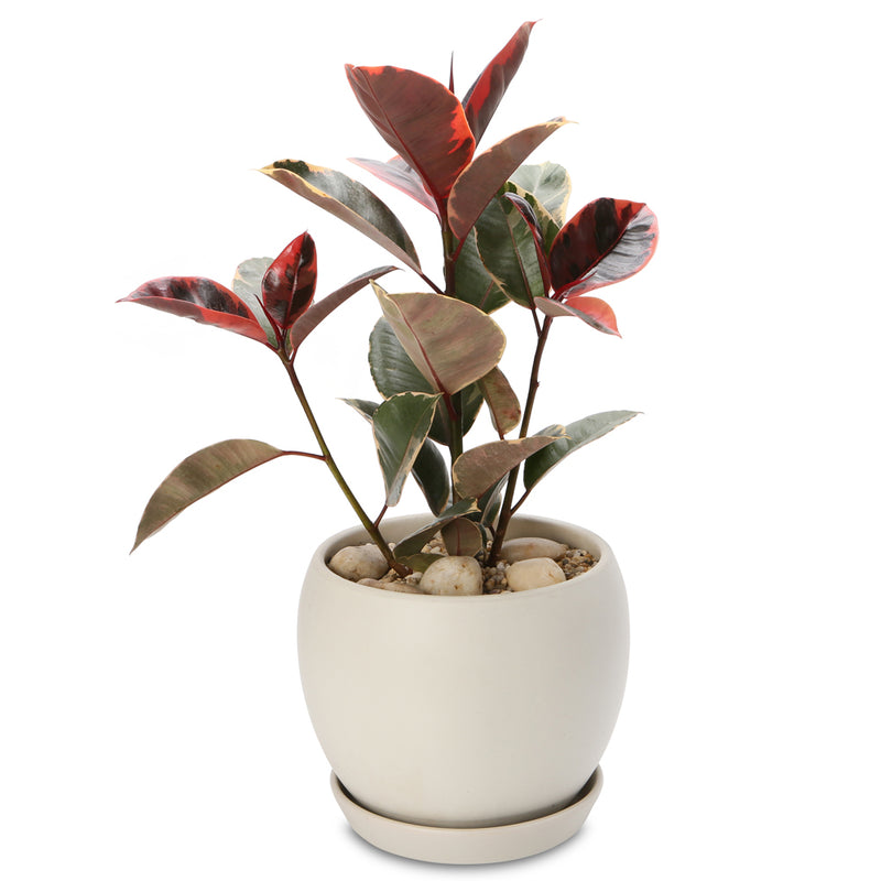 large ruby ficus elastica orb bowl - Growing Gifts
